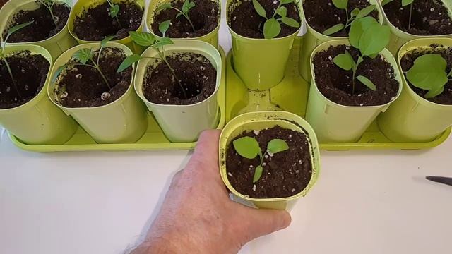 Как обойтись без пикировки при выращивании рассады.