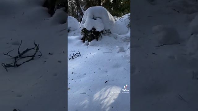 Лесной пленэр февральском солнечным деньком