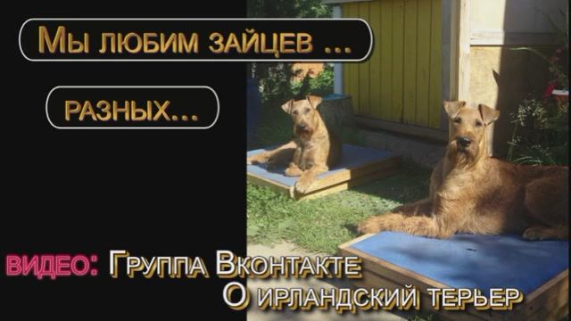 Ирландские терьеры : Мы любим зайцев .2015