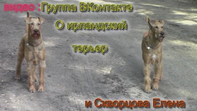 Ирландские терьеры : Летняя беготня с подружками .2015