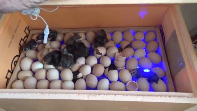 Какой процент выводимости в моём инкубаторе