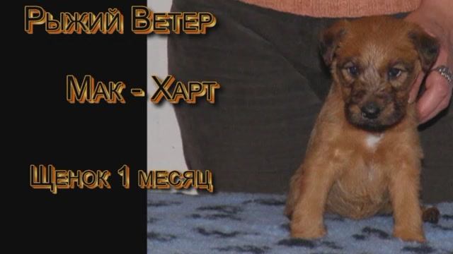 Ирландские терьеры : Харти щенок видео 7 мин.