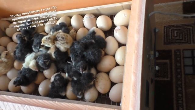 Новая партия цыплят из моего инкубатора