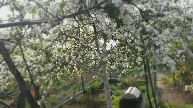 Мой любимый май... 💗🌸🌸🌸