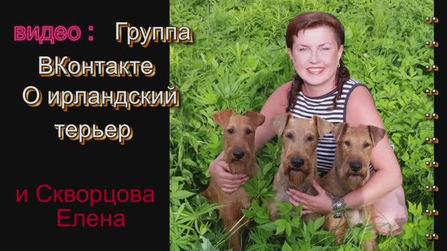 Ирландские терьеры : ТРИМИНГ ДЕНЬ .