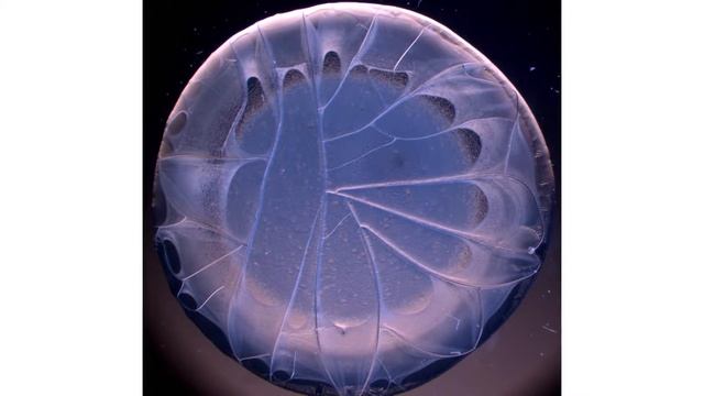 Светлана Шатохина  Эффективность приборов DeVita