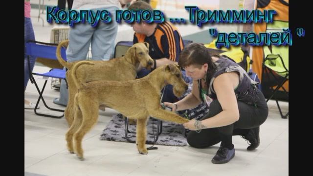 Ирландские терьеры : ТРИММИНГ . ДЕТАЛИ