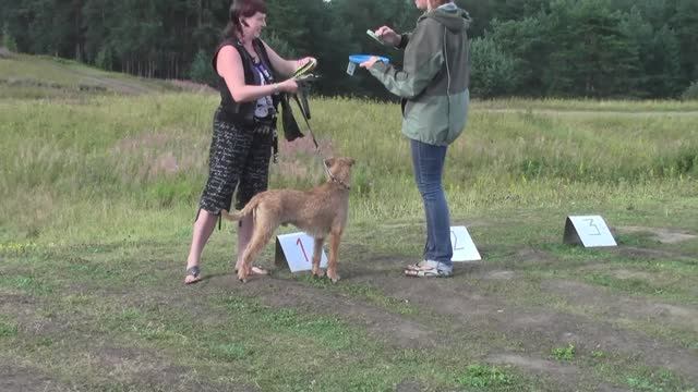 Ирландские терьеры : соревнования по рейсингу 2014. Бег за механическим зайцем .