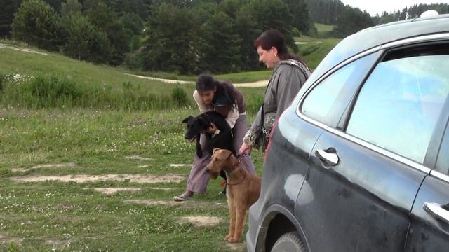 Ирландские терьеры : Курсинг июль 2014