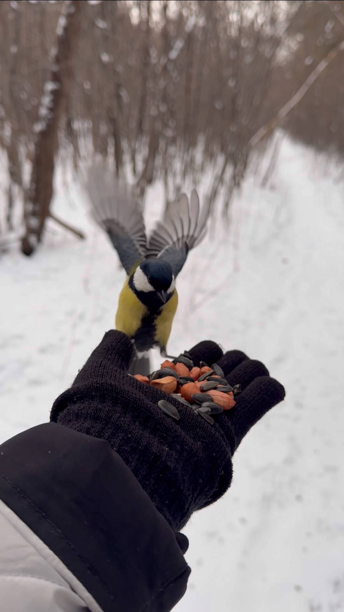 Кормим птиц с руки. В этом видео сразу 3 вида синиц!