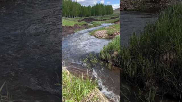 Лебеди. Наша прогулка