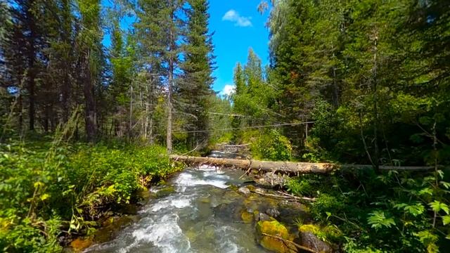 Лесной поток 360° VR Video - Дикий лес - Рудный алтай