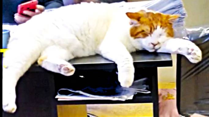 Один день из жизни Японского бобтейла Баси в замечательной организации