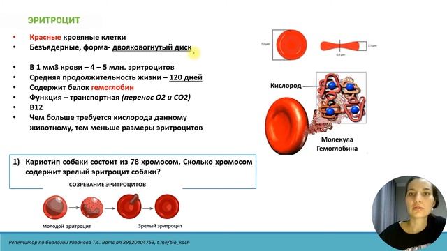 Лимфа это? База по крови для ЕГЭ/ОГЭ!