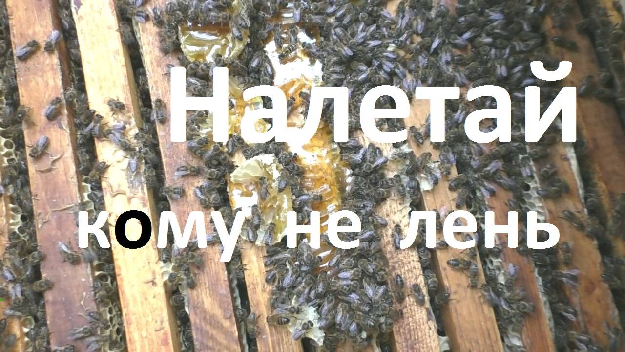 Откуда берется пчелиное воровство