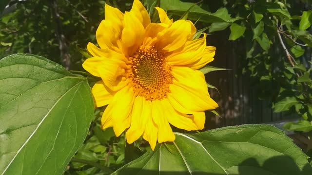 Летом в саду... 😇🌷🌹🌸