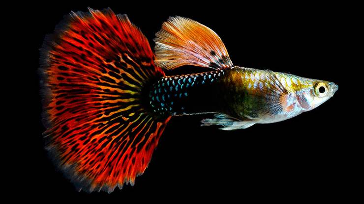 Аквариум для начинающих Гуппи Cодержание уход и размножение Guppy