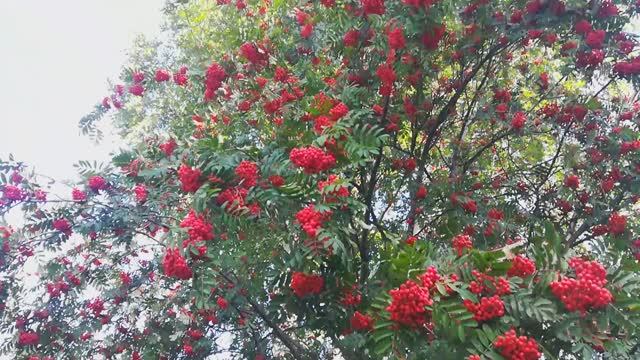 Дары уходящего лета...🍅🥒🍏🍓🍒