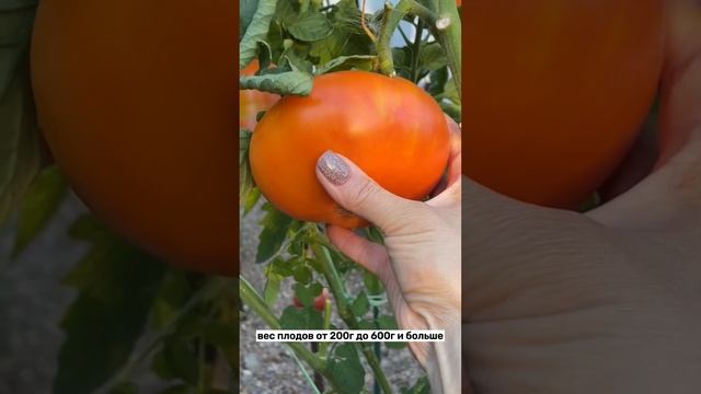 Чудесный сорт томата! Всегда использую его для сока #томаты #сортатоматов #огород