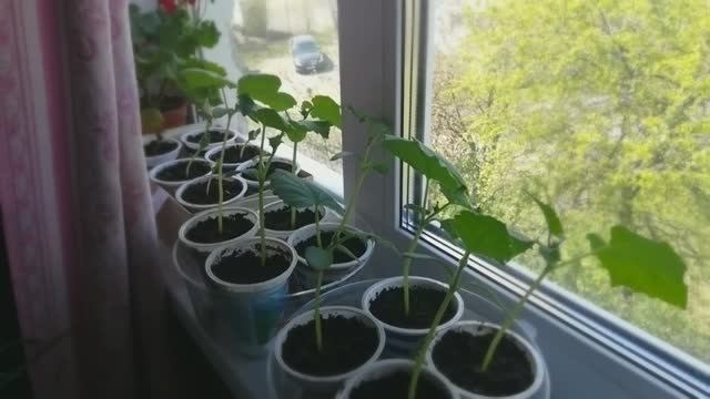 Готовимся к посевной...🌱🌱🌱