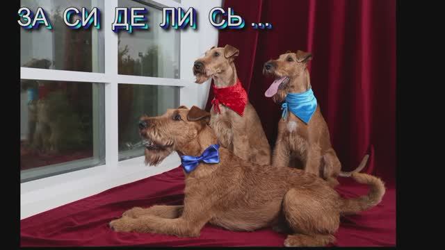 Ирландские терьеры : Курсинг на троих осень .2016