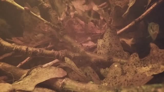 🐳⋆🐬˚˖𓍢ִ໋ 🐋✧˚.🐟⋆🌿 #аквариум_релакс_звуки_дельфинов и китов в открытом океане 🐠 3