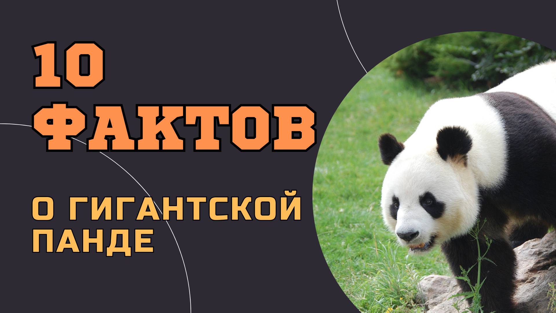 10 фактов о гигантской панде / Которые вас поразят!