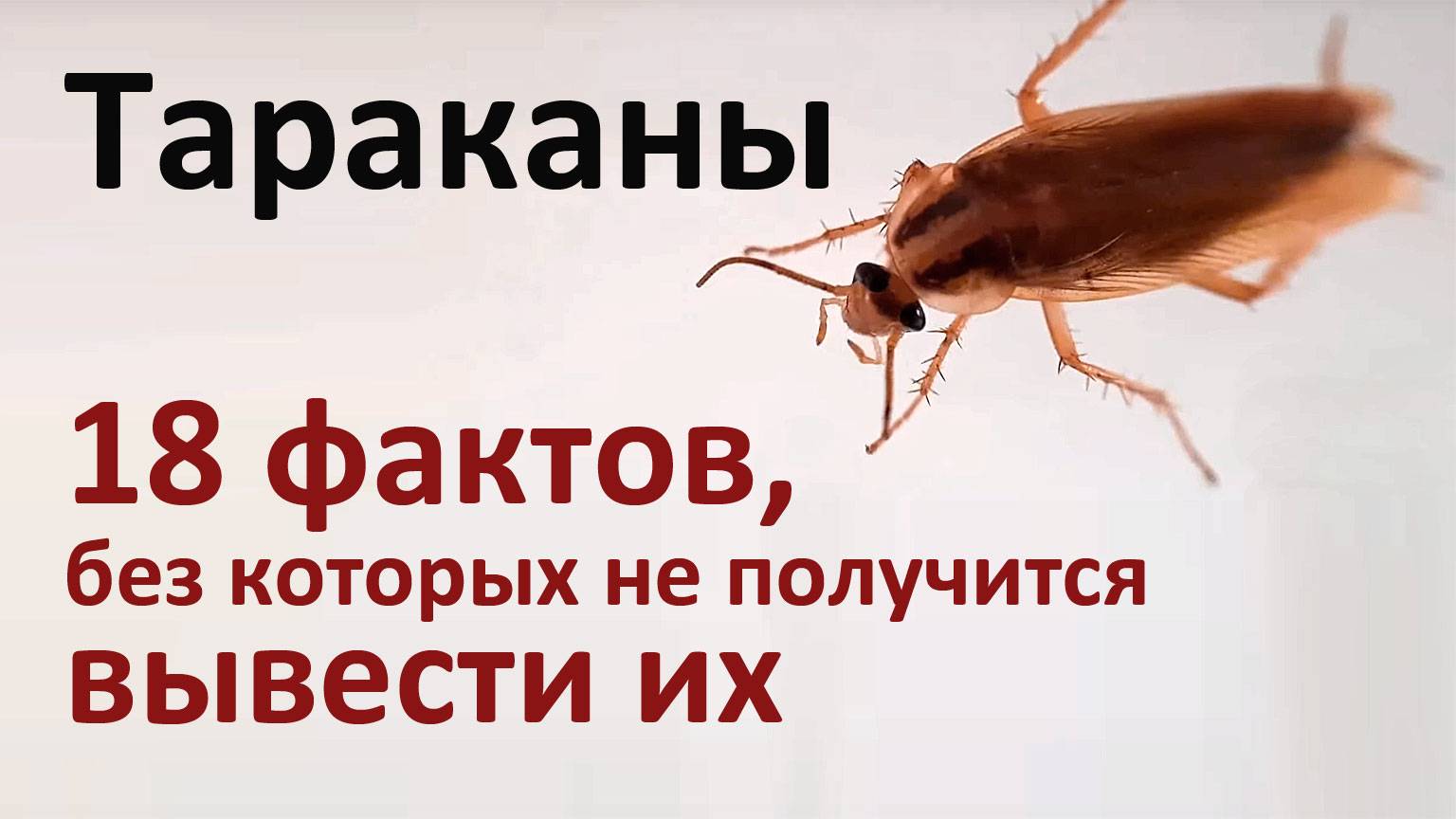 18 фактов о тараканах, которые нужно знать, чтобы вывести этих вредителей из любой квартиры