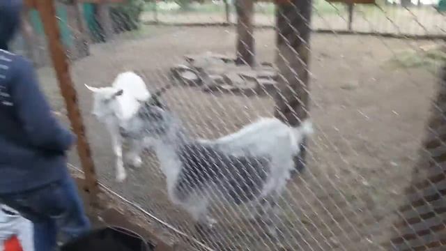 Кормим животных козочку и козла |  База отдыха Прииртышье