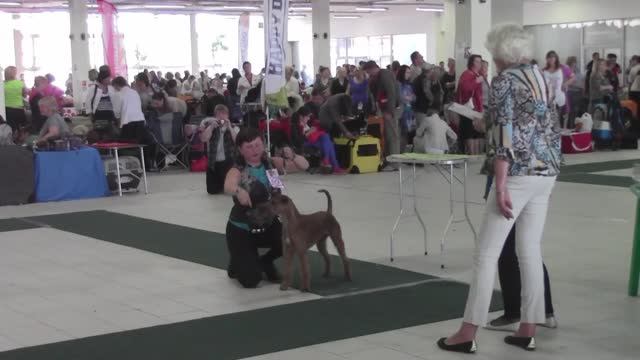 Ирландские терьеры :  Выставка собак "белые ночи -1- 2014" Санкт - Петербург