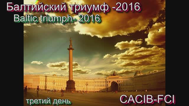 Ирландские  терьеры : Выставка собак " Балтийский Триумф 2016 " Санкт -Петербург