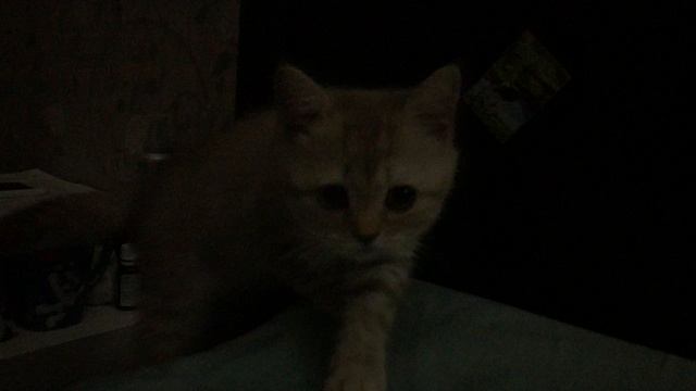 ночной охотник