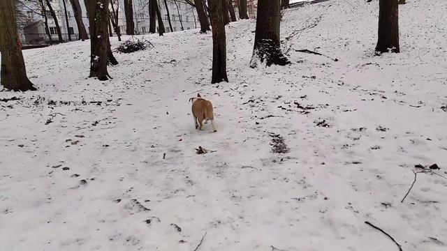 🐶#Забавные_животные_😂_#собаки_ 🐕_#видео