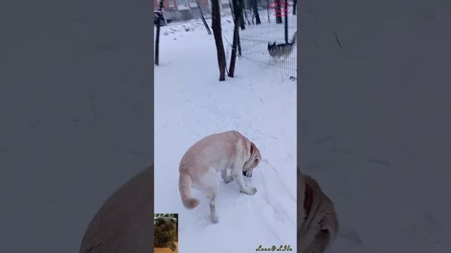 Байки из загона