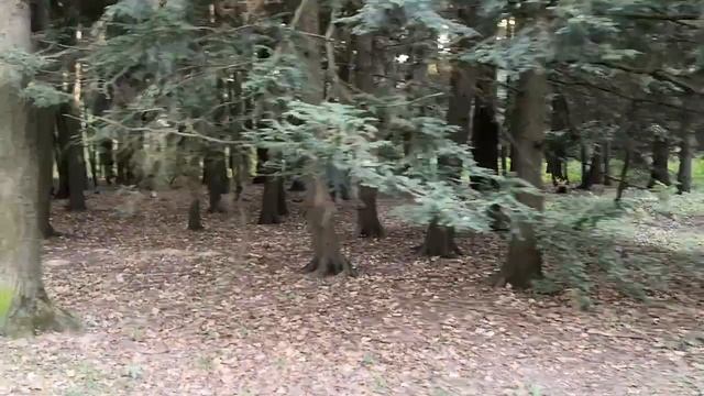 Главный Ботанический сад РАН им. Н.В.Цицина. Прогулка по Ботаническому саду. Прогулки по Москве