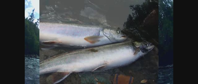 Сплав Быстрая Камчатка 2 вторая серия