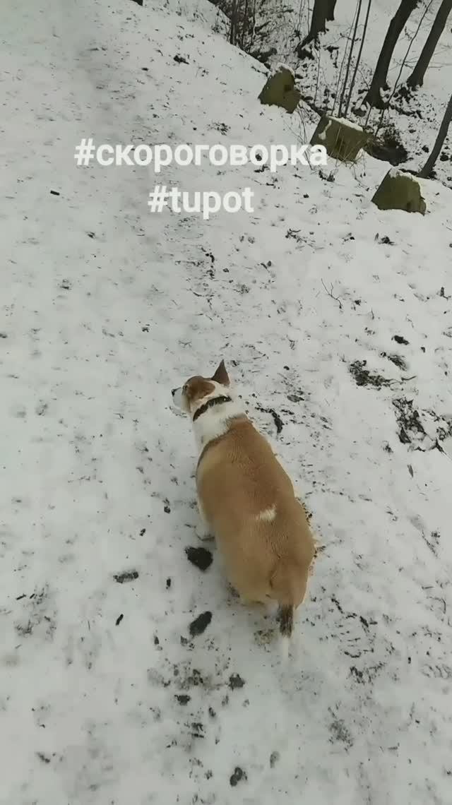 #польский_язык 📚✍️❤️ #Скороговорка_с_переводом_и_произношением🐕_#шорт