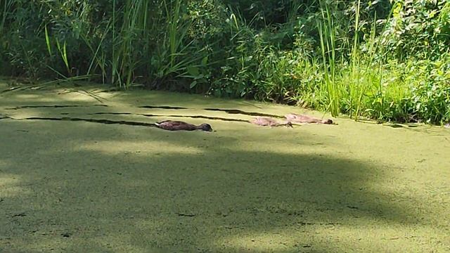 Дикие не только утки в этой стране