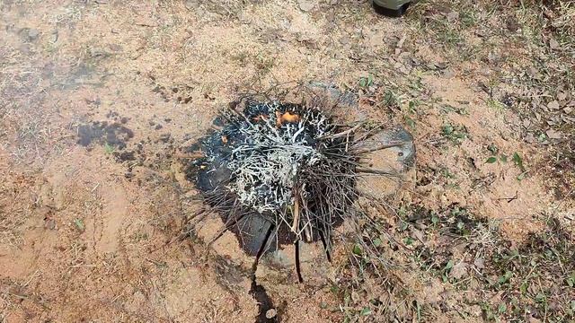 Старый пень