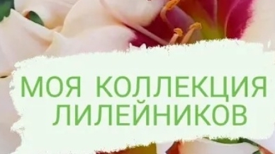 Собрала маленькую коллекцию старинных лилейников🌺 Лилейники в моём саду.