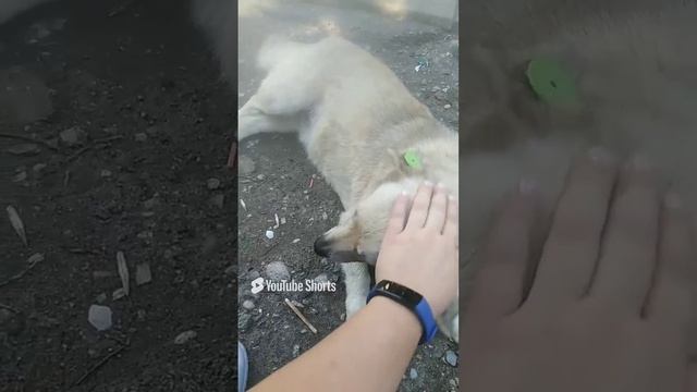 Пёс из Нальчика