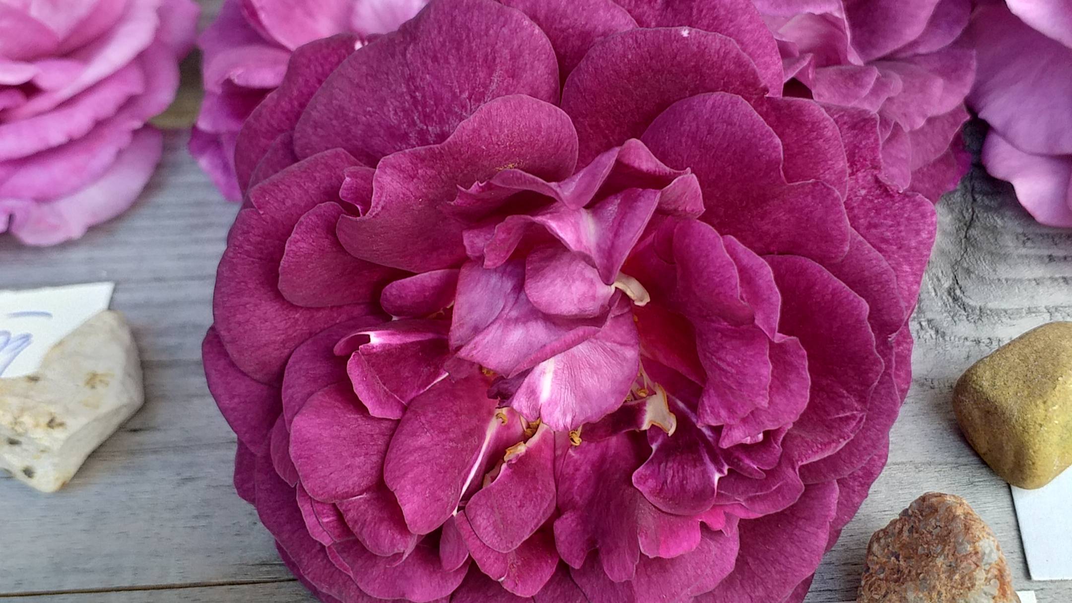 11 сортов сиренево-фиолетовых розы! Сравнение цветов