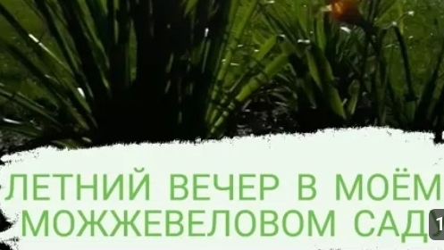 Летний вечер в саду🌺 Какие же волшебные летом вечера🤗