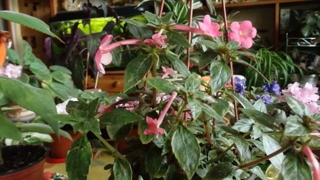 пополнение коллекции -ахименес и колерия. Рената Смирнова. Рига