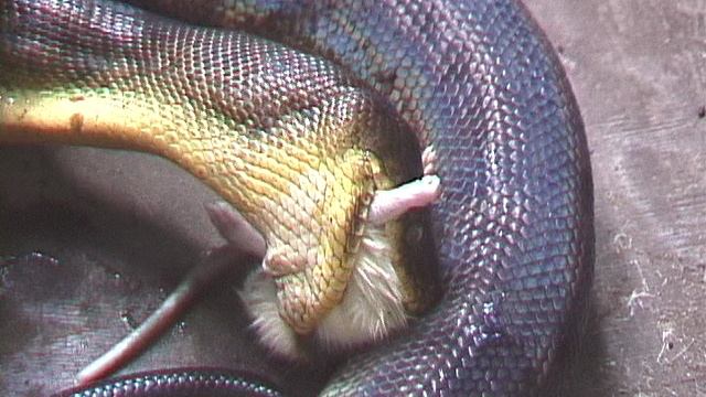 Приятного аппетита!