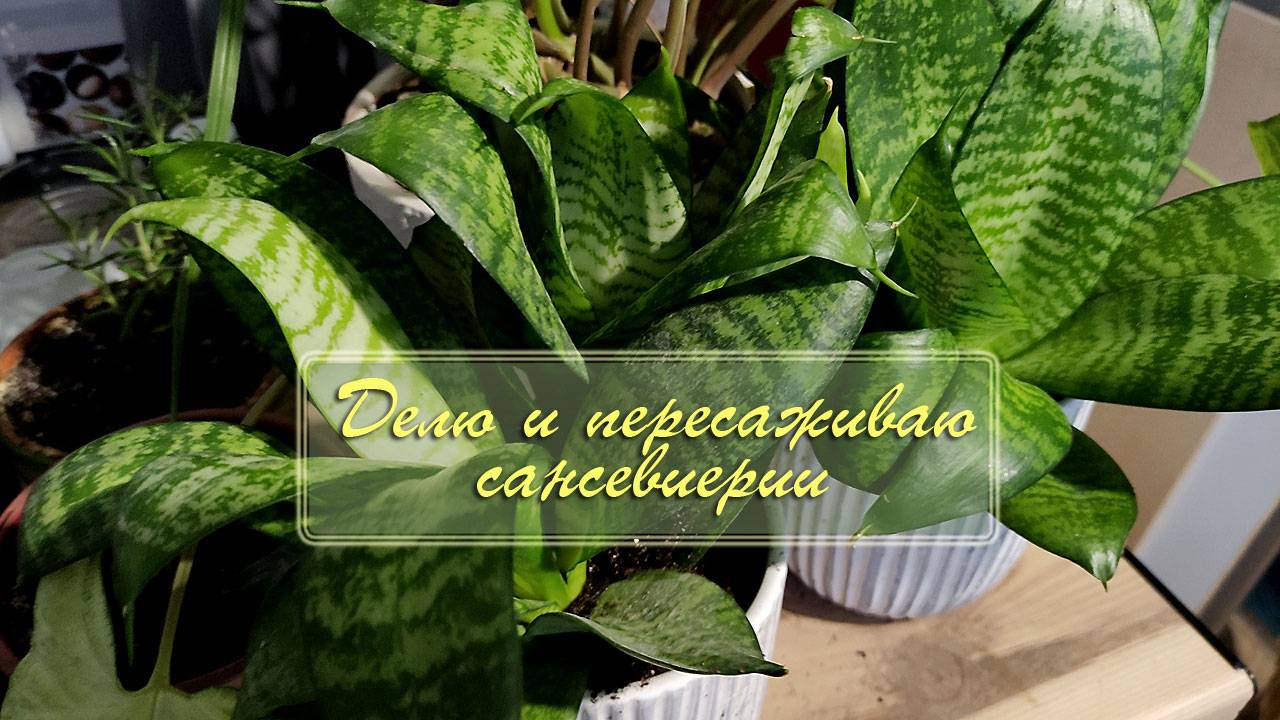 Делю и пересаживаю сансевиерии / Цветы дома, январь 2025