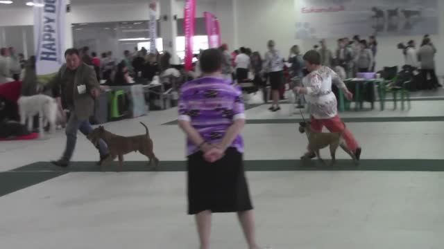 Ирландские терьеры :  Выставка собак "белые ночи -2 2014 " Санкт- Петербург