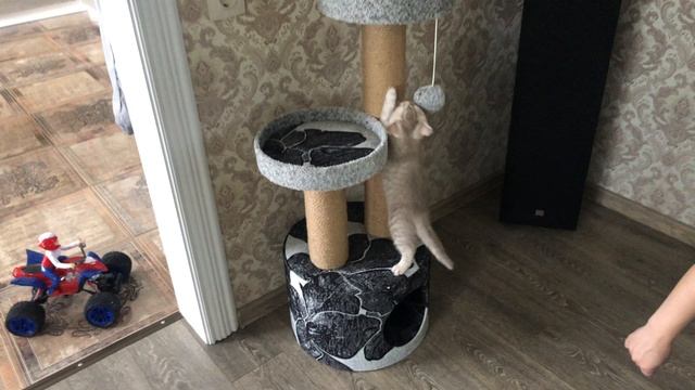 семейная забава