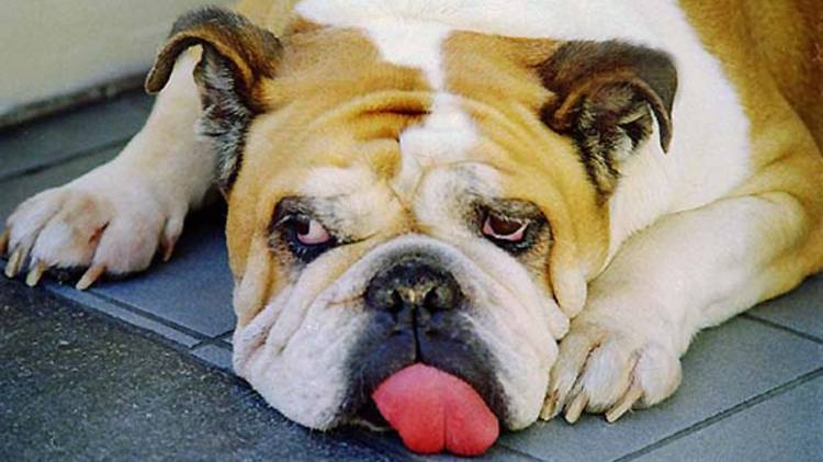 BELGIUM Brussels. Брюссель