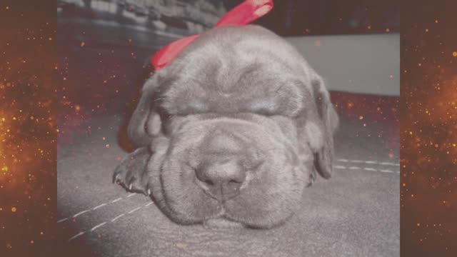 Малыши 1Канэ корсо